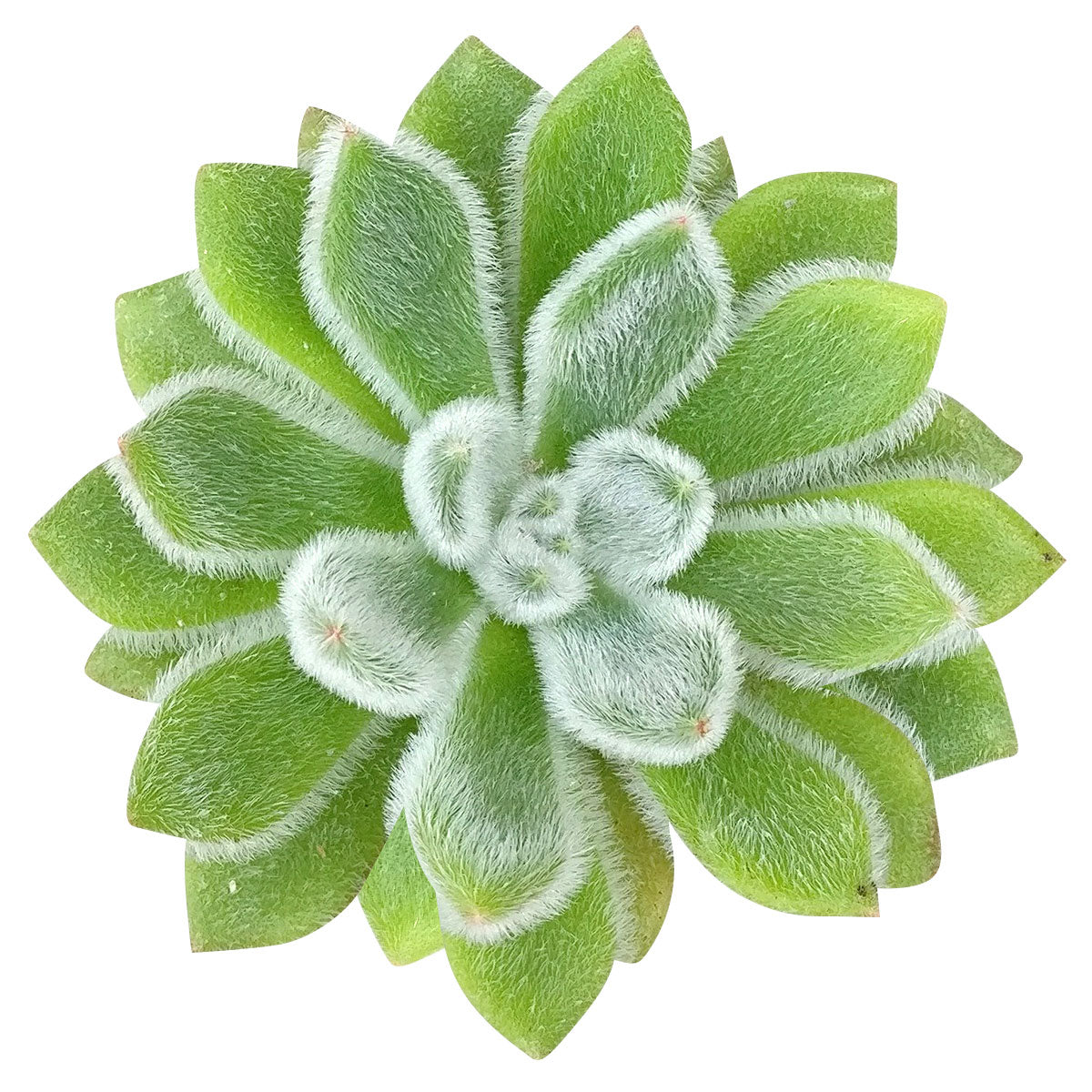 Echeveria Doris Taylor – Birdsall & Co.