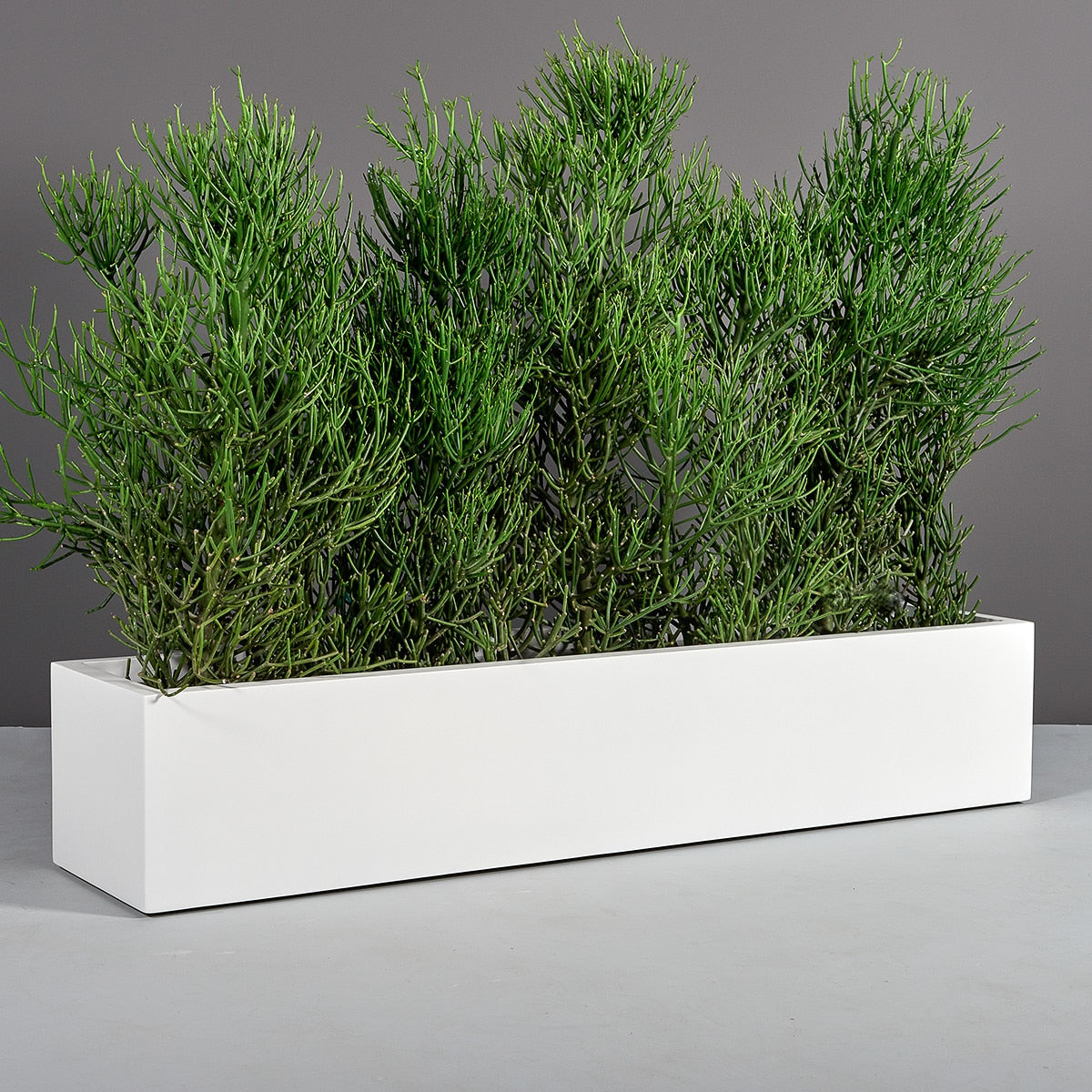 Cuba Low Rectangular Planter – Birdsall & Co.