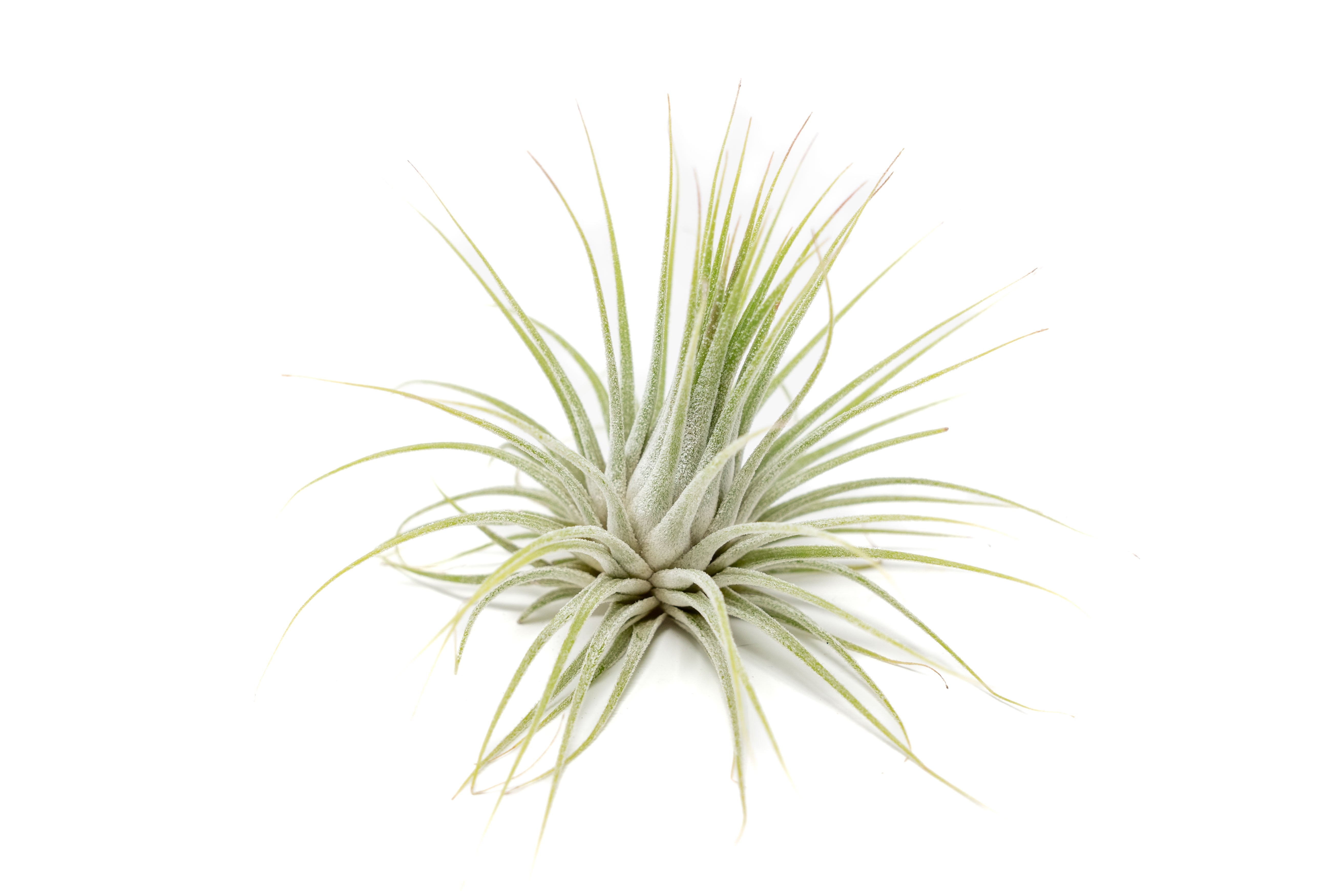 Large Tillandsia Ionantha Guatemala Air Plants – Birdsall & Co.