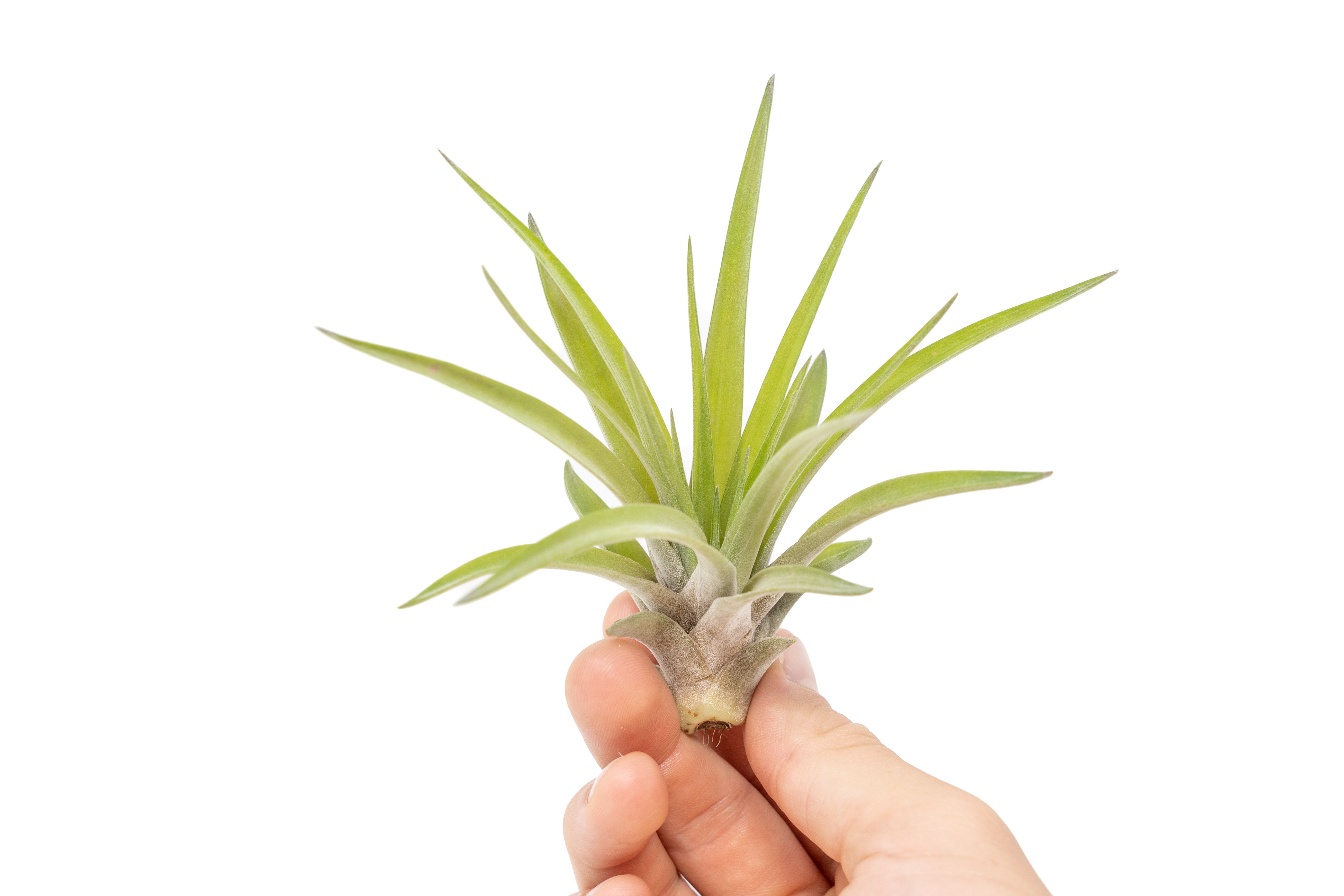 Large Tillandsia Velutina Air Plants – Birdsall & Co.