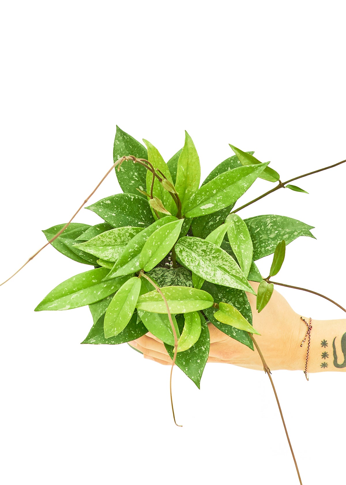 Hoya 'Silver Splash,' Medium – Birdsall & Co.